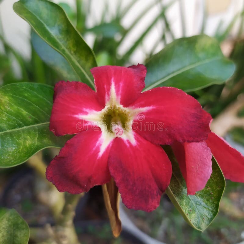 Beautiful Cute and Nice Flowers at My Green Backyard Stock Photo ...