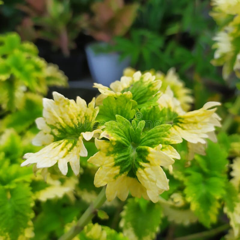 Beautiful Cute and Nice Flowers at My Green Backyard Stock Photo ...