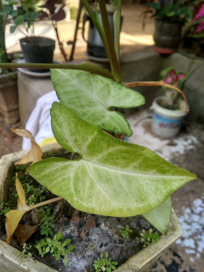 Beautiful and Cute Ornamental Plants Stock Photo - Image of produce ...