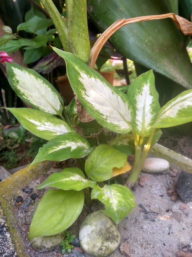 Beautiful and Cute Ornamental Plants in Small Pots Stock Photo - Image ...