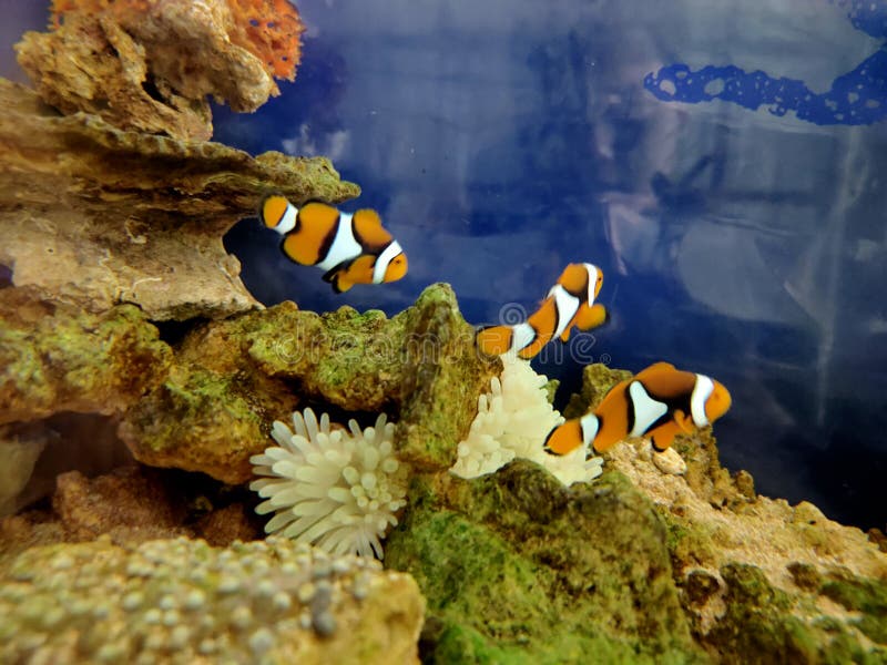 Beautiful Cute Sea Reef Nemo Stock Image - Image of nemo, invertebrate ...