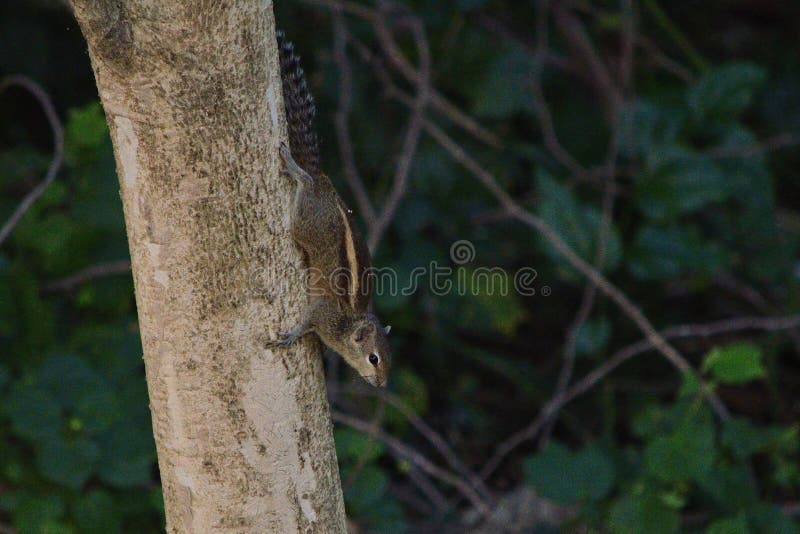 Beautiful Cute Small Squirrel Fall Down in the Tree on Forest Stock ...