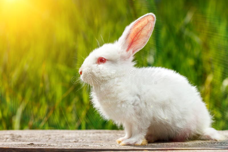 Beautiful Cute White Rabbit on Natural Green Background Stock Photo ...