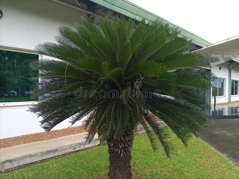 Beautiful Cycus Tree Stock Photos - Free & Royalty-Free Stock Photos ...