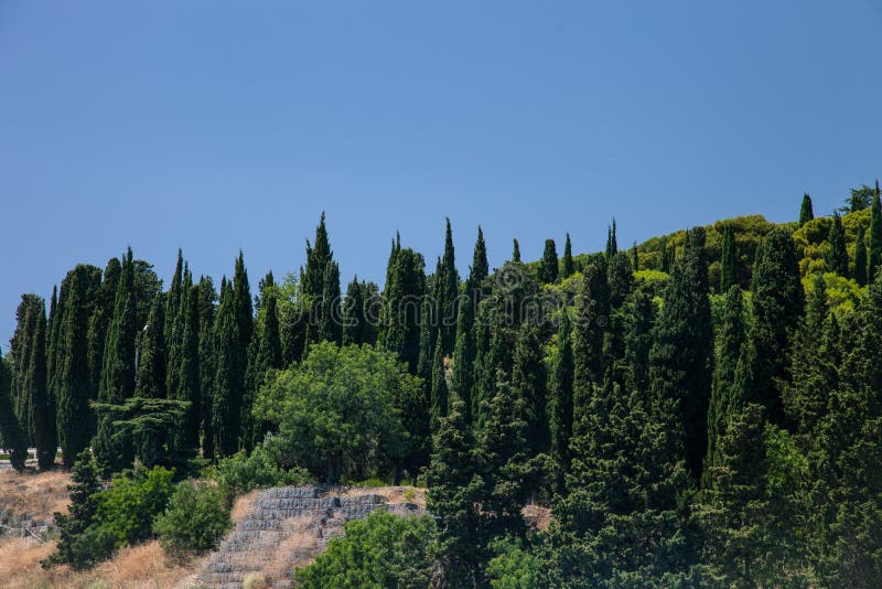Beautiful cypress grove stock photo. Image of fresh, mountain - 32814624