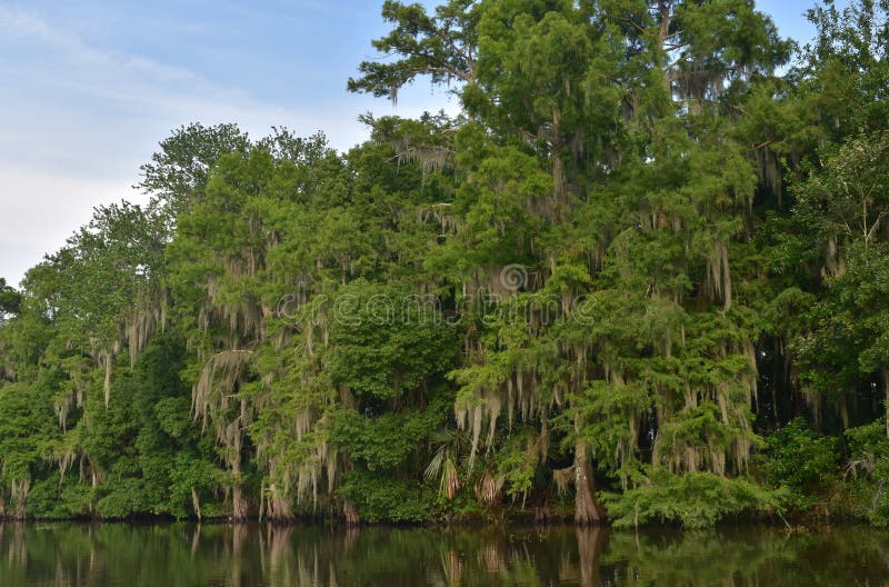 Beautiful Cypress Trees Growing Along the Banks of the River Stock ...