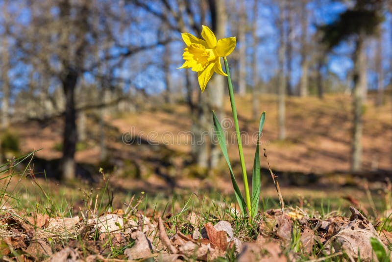 Beautiful Daffodil Flowering at Springtime in a Tree Grove Stock Photo ...