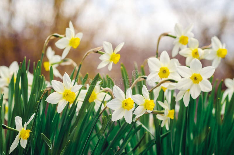 Beautiful Daffodil Flowers Growing in a Spring Garden Stock Image ...