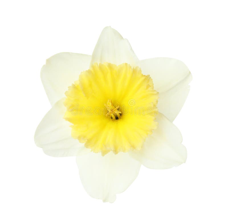 Single Flower of a Daffodil Cultivar Against a White Background Stock ...