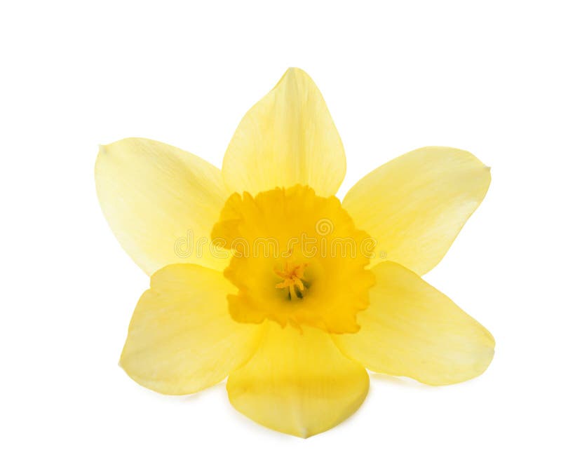 Single Flower of a Daffodil Cultivar Against a White Background Stock ...