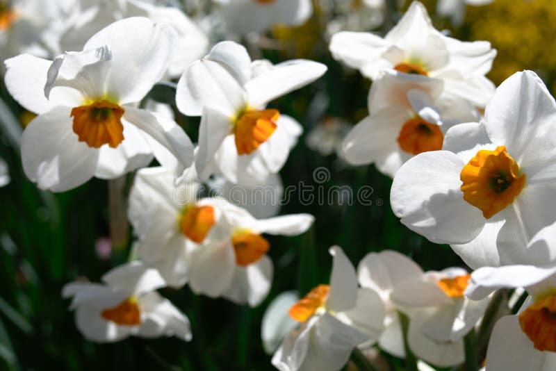 Beautiful daffodils stock image. Image of spring, plant - 27618029