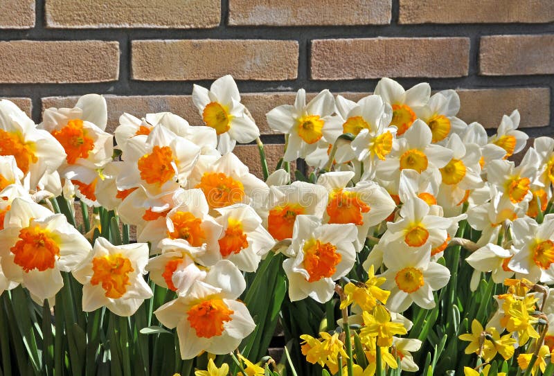 Beautiful Daffodils stock photo. Image of plant, narcissus - 5846264