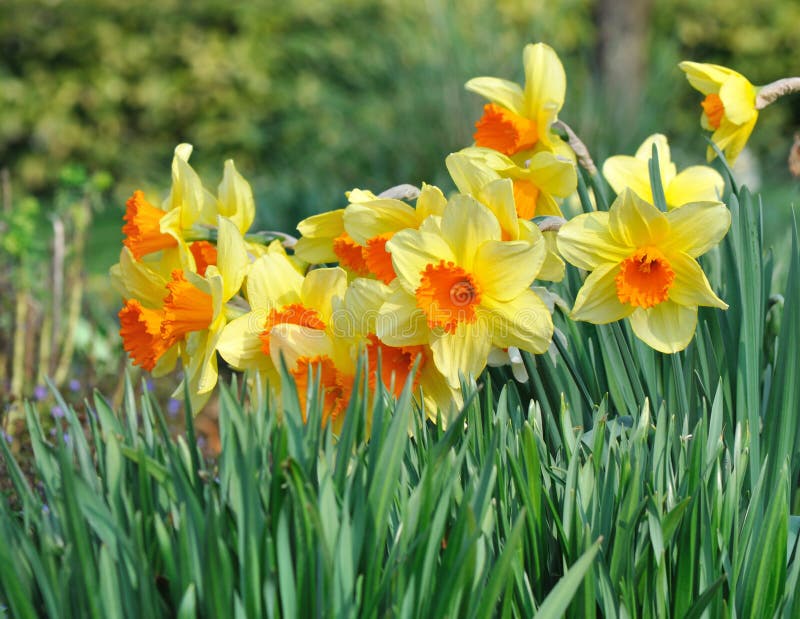 Beautiful Daffodils in a Flowerbed Stock Photo - Image of botany ...