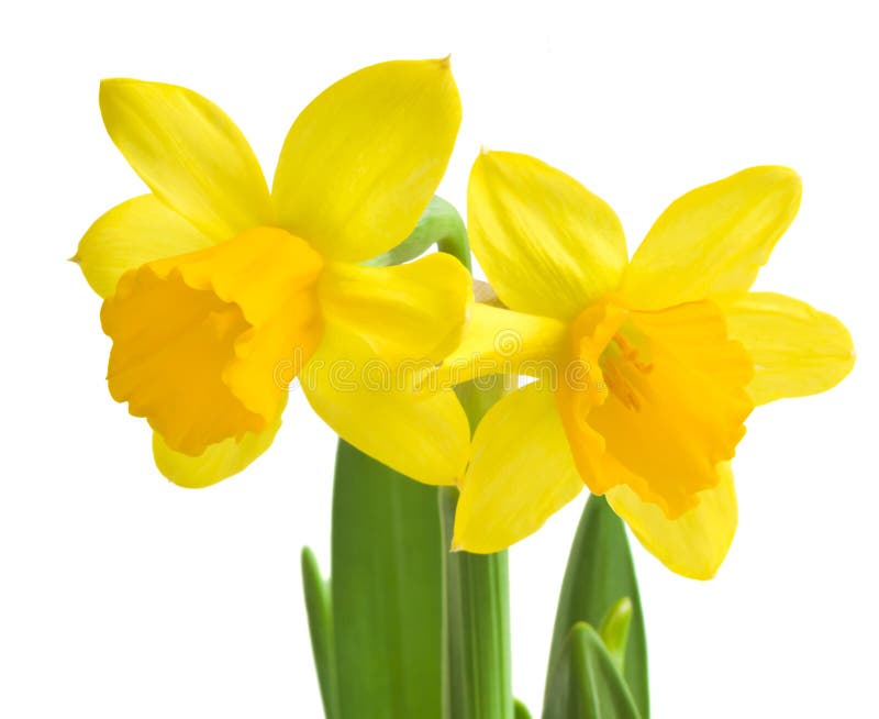 Beautiful daffodils stock photo. Image of celebrate, isolated - 42960868