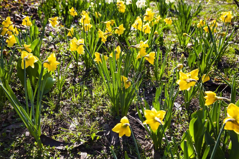 Beautiful Daffodils in a Spring Park Stock Image - Image of leaf, flora ...