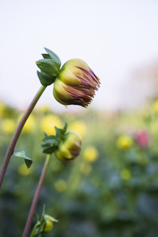 Dahlia Flower Bud with a Blurry Background in the Garden Tree Stock ...
