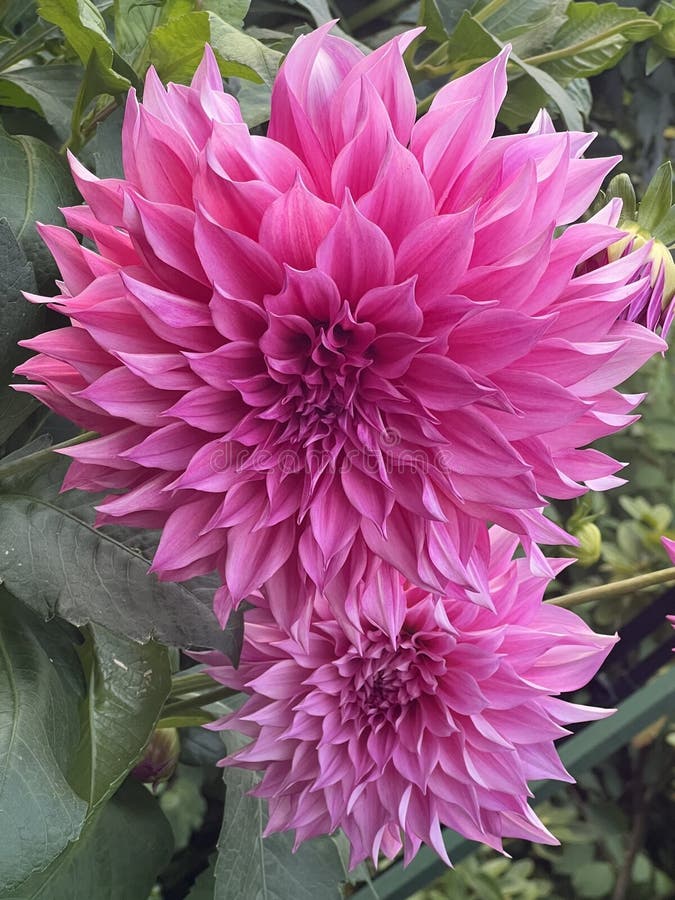 Beautiful Dahlia Flowers stock image. Image of floral - 336302701