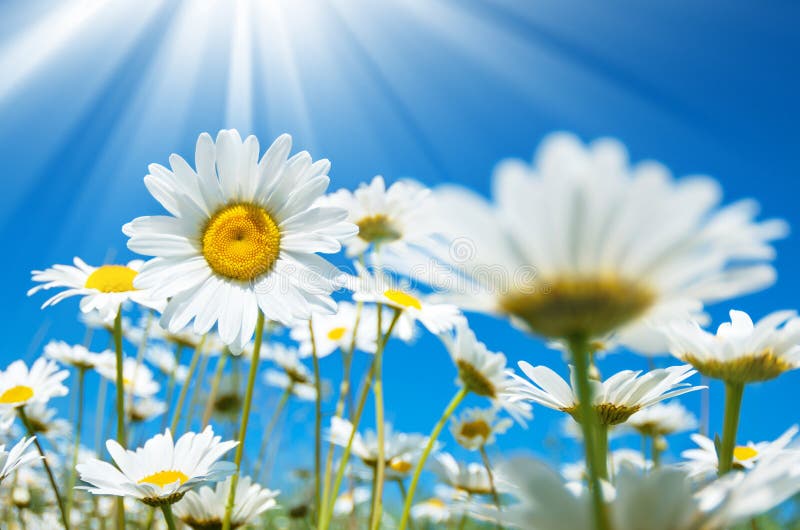 Beautiful Daisies stock photo. Image of foliage, bright - 49445278