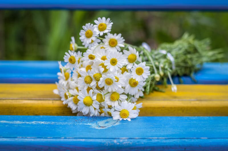 Beautiful Daisies on the Bench Outdoor, Background Stock Image - Image ...