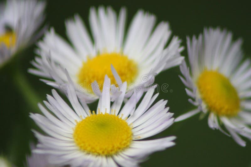 Beautiful daisies stock photo. Image of idealnie, wildflower - 284404650