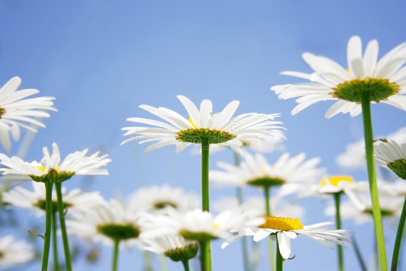 Beautiful daisies field stock photo. Image of landscape - 14765458
