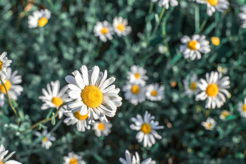 Beautiful Daisies, in the Field Grow, Toning Stock Image - Image of ...