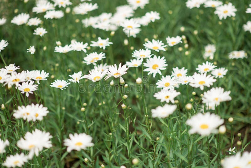 A Beautiful Daisies Field in Spring Background Stock Photo - Image of ...