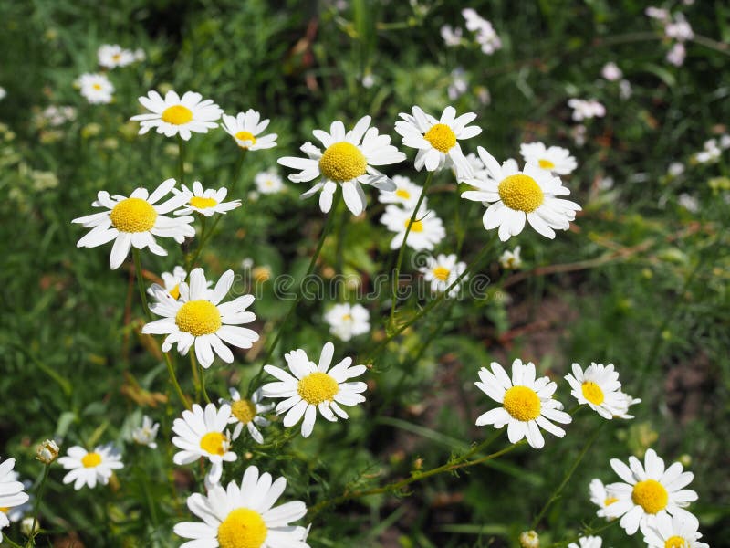 A Beautiful Daisies Field in Spring Light Stock Image - Image of fresh ...