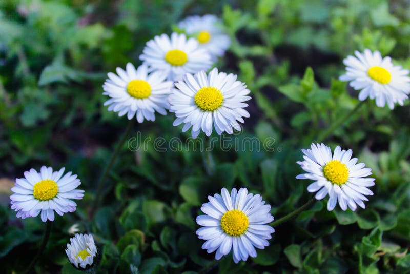 Spring Daisies in a Grass Field Stock Photo - Image of garden, head ...