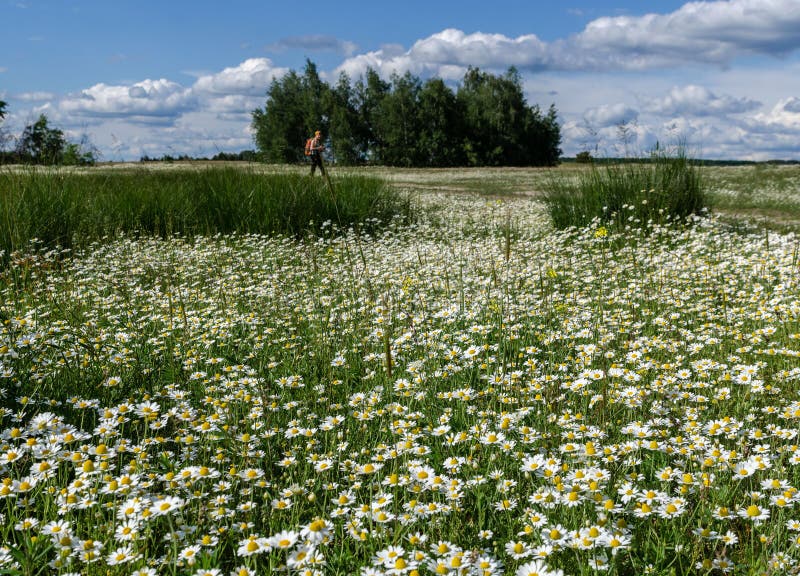 Daisies in field stock photo. Image of wildflowers, close - 56323616