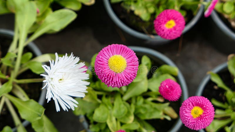 A Beautiful Daisies Flowers Outdoors Stock Image - Image of field ...