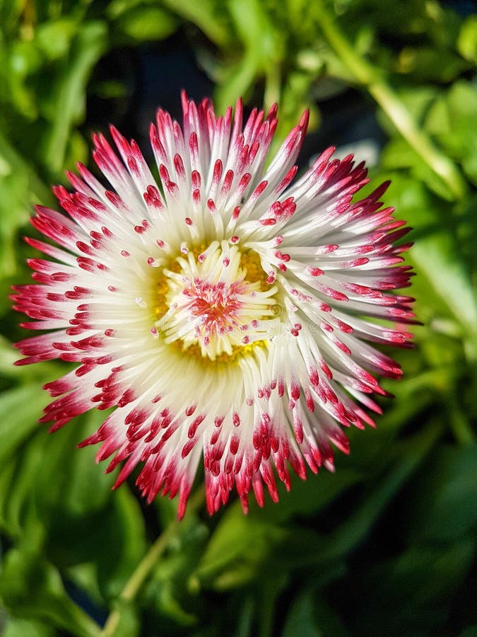 A Beautiful Daisies Flowers Outdoors Stock Photo - Image of color ...