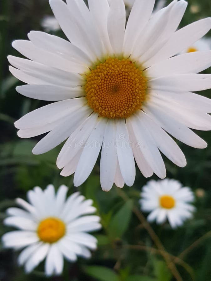 Beautiful daisies on green stock photo. Image of petal - 221879698