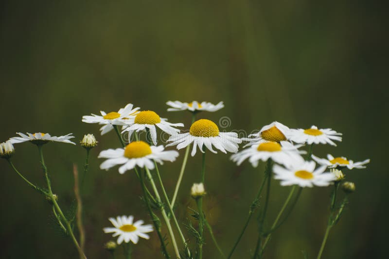 Beautiful Daisies Grow among the Fields Stock Photo - Image of ...