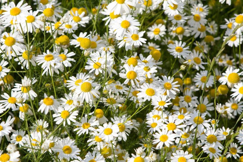 Beautiful daisies stock photo. Image of field, chamomile - 63993234