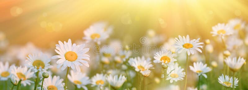 Beautiful Daisies on a Meadow Lit by Sun Rays Stock Photo - Image of ...