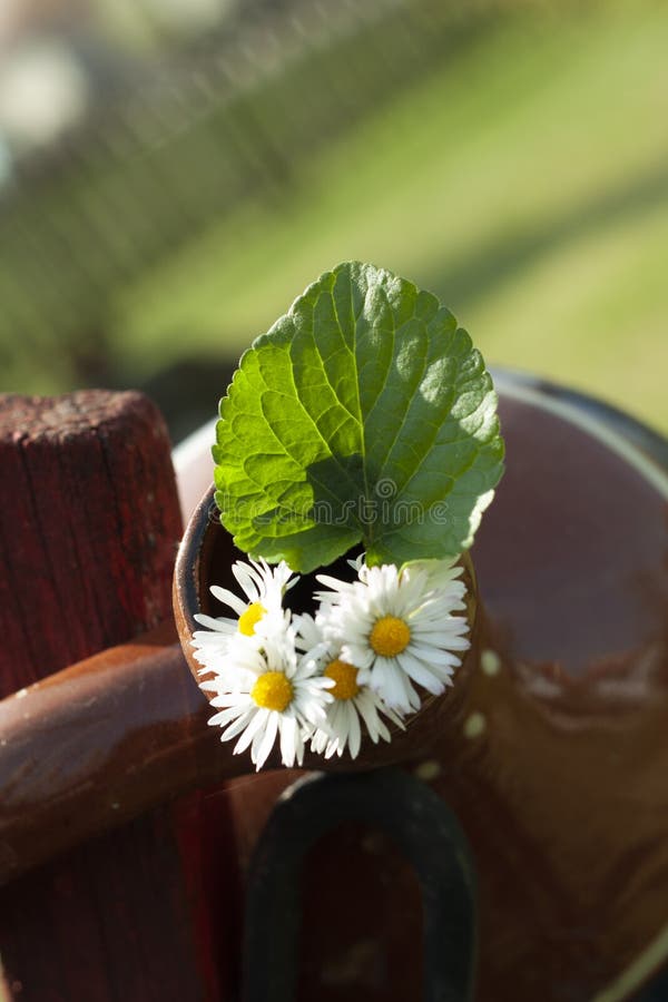 Daisies on a sunny bench stock image. Image of sunny - 143533893