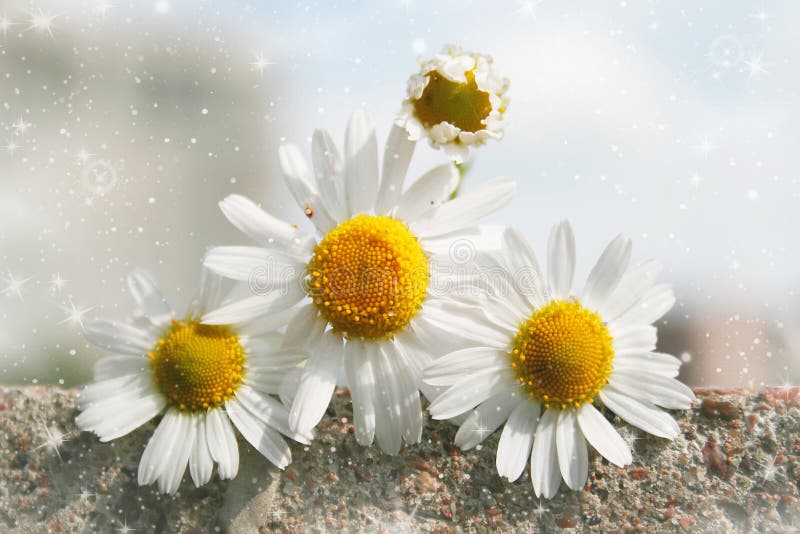 Beautiful daisy stock photo. Image of petal, magic, perennial - 7397852