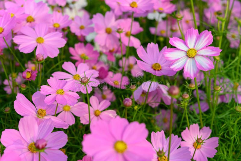 Beautiful Daisy or Cosmos Bipinnata Cav Stock Image - Image of pollen ...