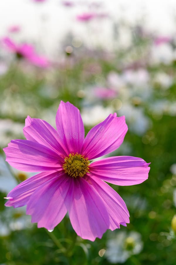 Beautiful Daisy or Cosmos Bipinnata Cav Close Up Vertical Composition ...