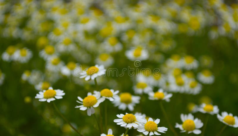 Beautiful Daisy Field Closeup Stock Photo - Image of abstract, close ...