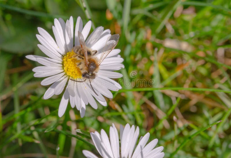 Beautiful daisy on a field stock photo. Image of daisies - 251069542