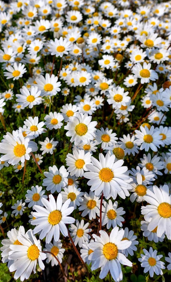 Beautiful Daisy Field in Spring Time Stock Photo - Image of camomile ...