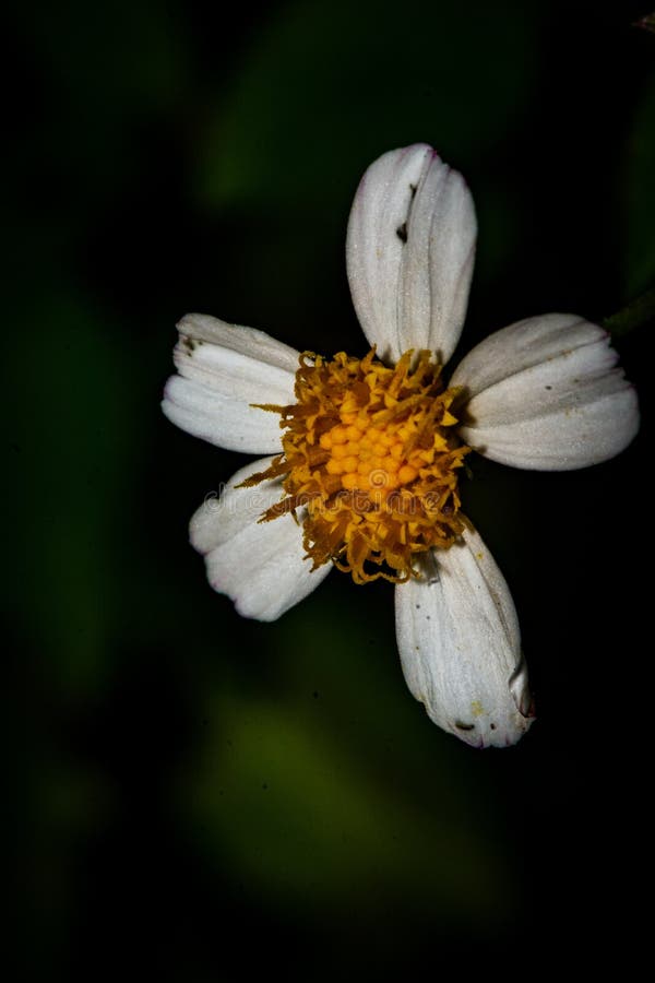 A Beautiful Daisy in Florida Stock Photo - Image of floral, florida ...