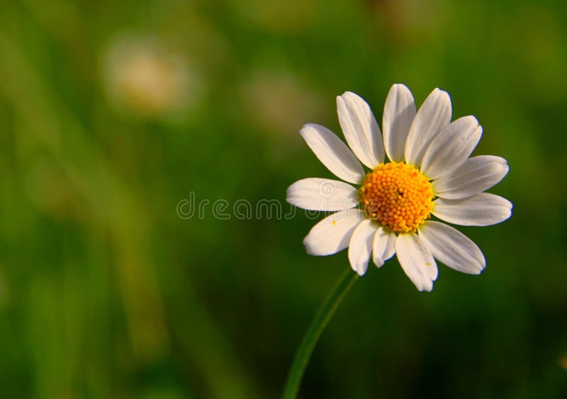 Beautiful daisy flower stock image. Image of country - 72372207