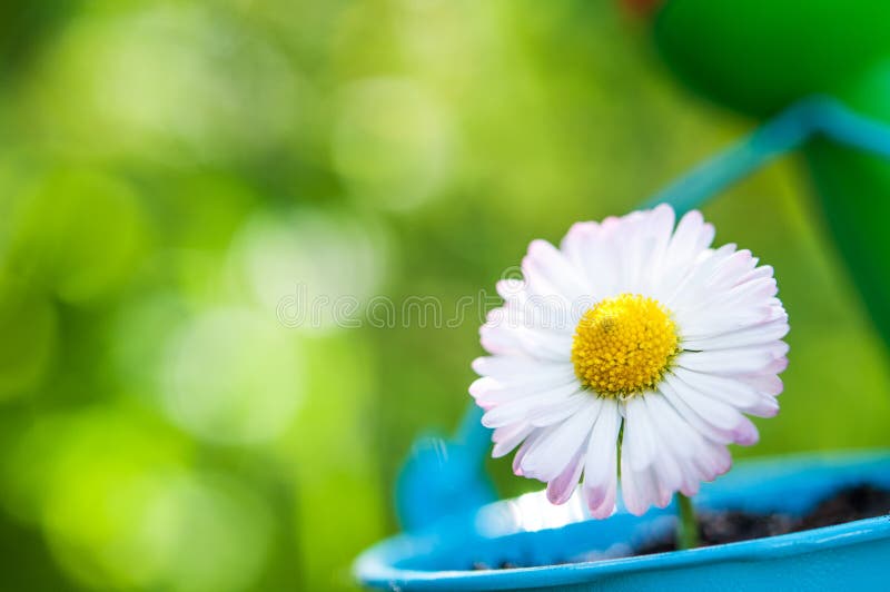 Beautiful daisy flower stock image. Image of flora, grass - 36783779