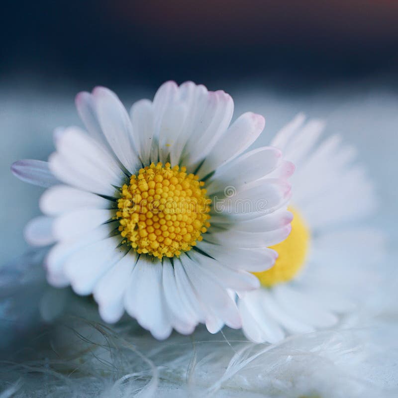 The Beautiful Daisy in the Garden Stock Image - Image of ornament ...