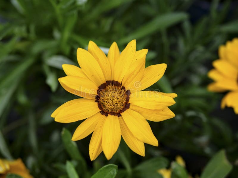 Beautiful daisy flower stock image. Image of bloom, macro - 134531257