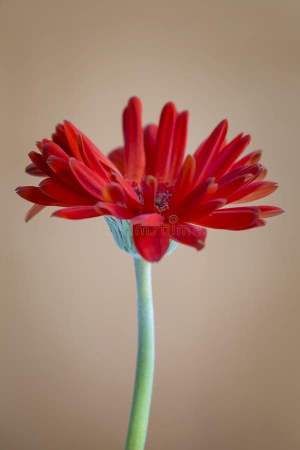 117 Section Yellow Daisy Flower Stock Photos - Free & Royalty-Free ...