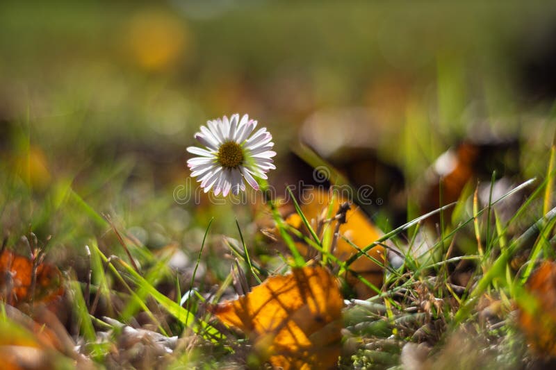 Beautiful daisy flower stock image. Image of leaves - 299561257